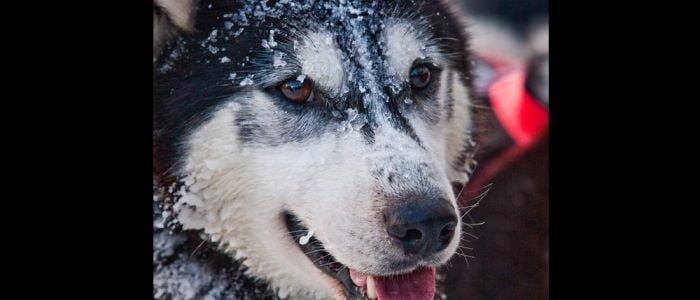 Homepage – Furrondy